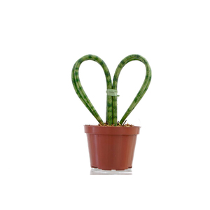 Espada de São Jorge Sansevieria Pote 11 Planta Natural | Leroy Merlin