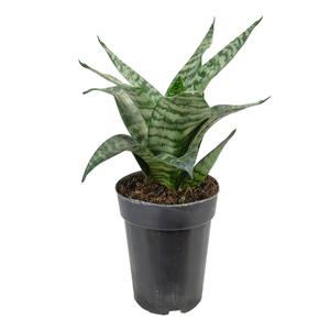 Espada de São Jorge Sansevieria Silver Hahnii Pote 11 Planta Natural ...