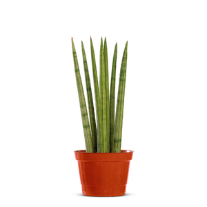 Espada de São Jorge Sansevieria Pote 14 Planta Natural | Leroy Merlin