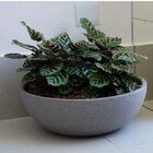 Vaso Bacia Europeia 55 Japi Cinza | Leroy Merlin